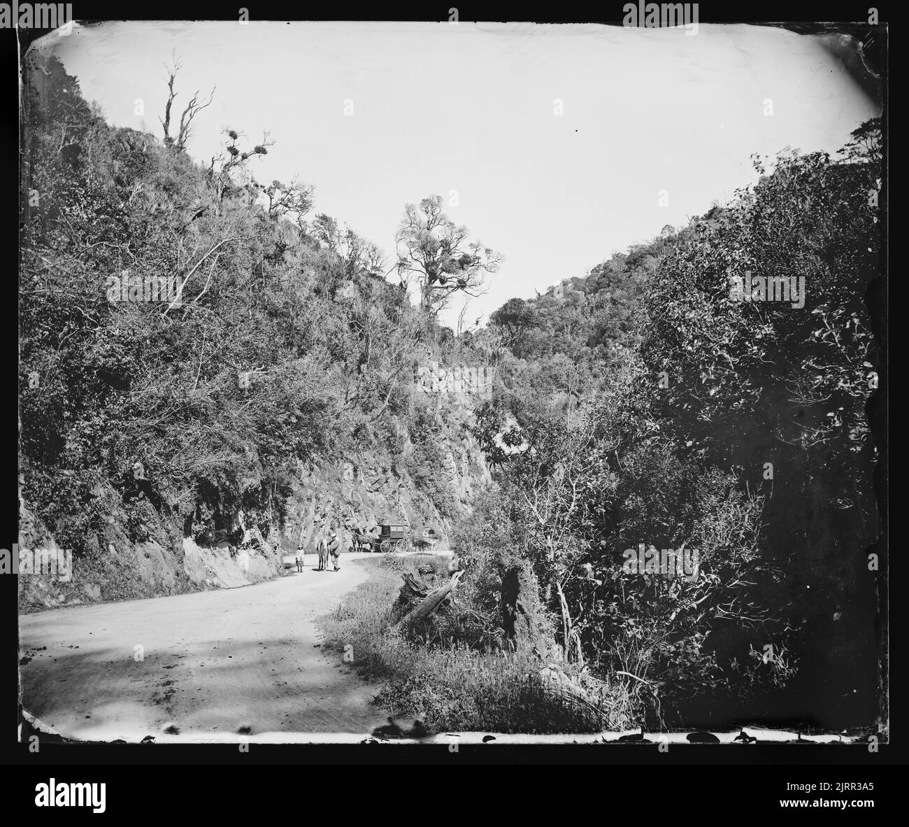 Road through the bush, circa 1878, Manawat, by James Bragge Stock Photo ...