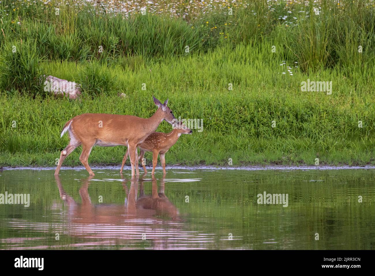 White-tailed doe grooming her fawn as they stand in a shallow pond in ...