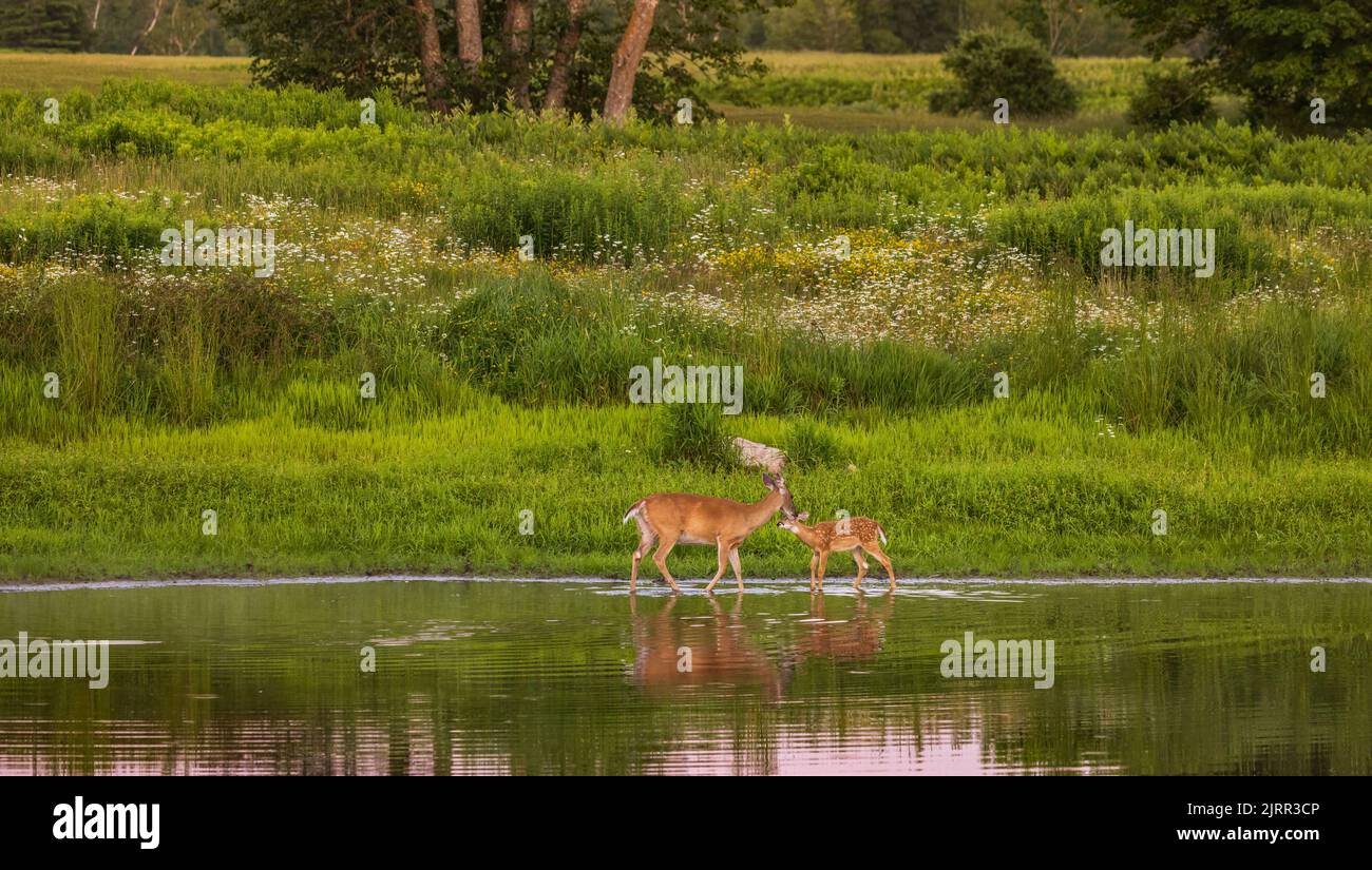 White-tailed doe grooming her fawn as they stand in a shallow pond in ...