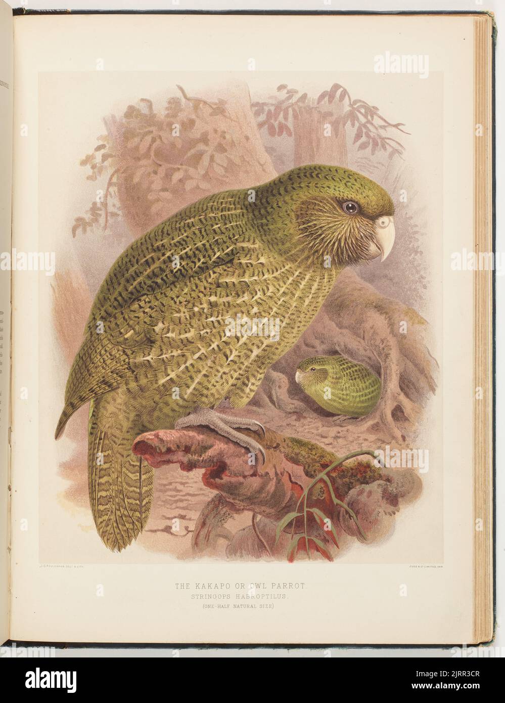 The Kakapo or Owl Parrot Stringops Habroptilus (one-Half Natural Size ...