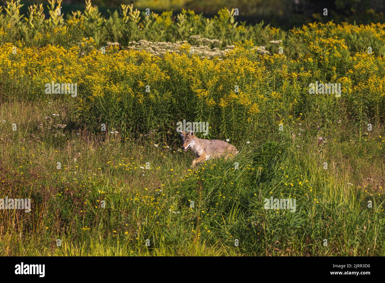 Coyote in northern Wisconsin Stock Photo - Alamy