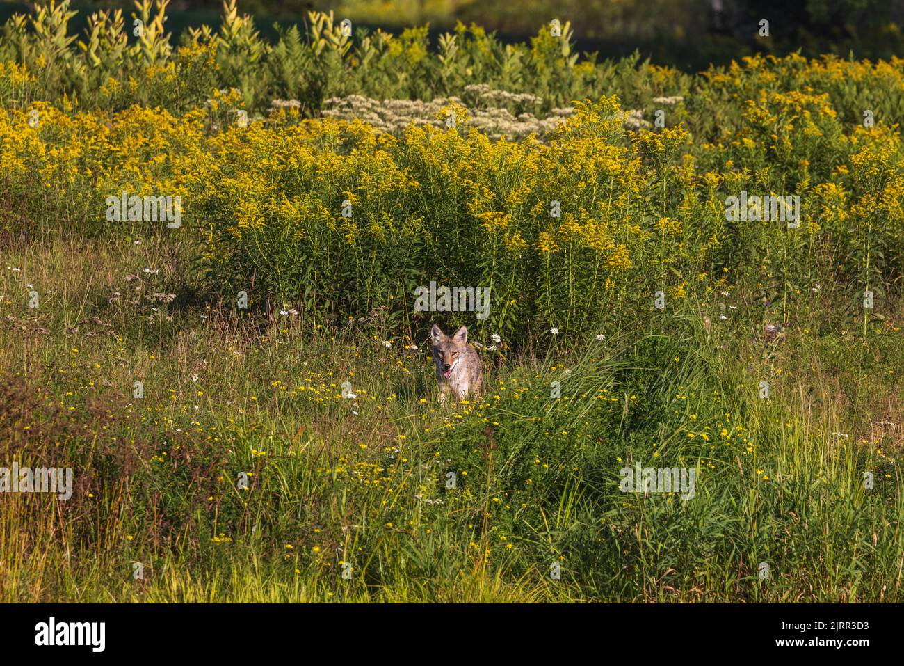 Sly coyote hi-res stock photography and images - Alamy