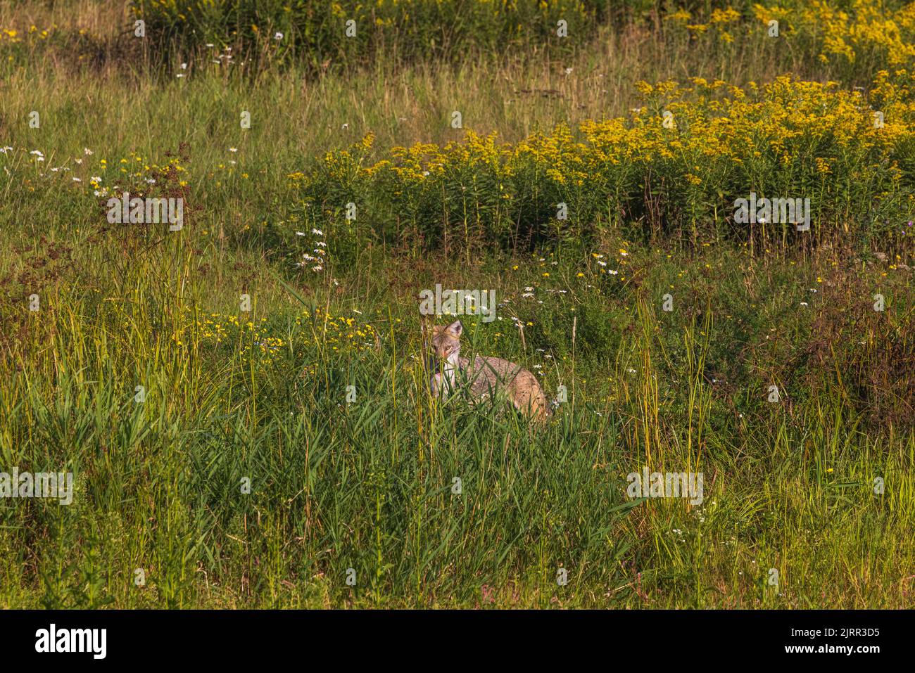 Coyote in northern Wisconsin Stock Photo - Alamy