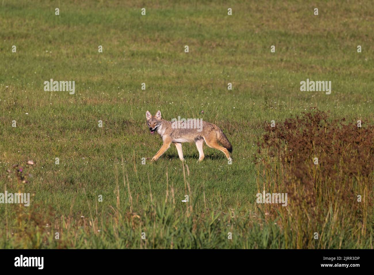 Coyote in northern Wisconsin Stock Photo - Alamy