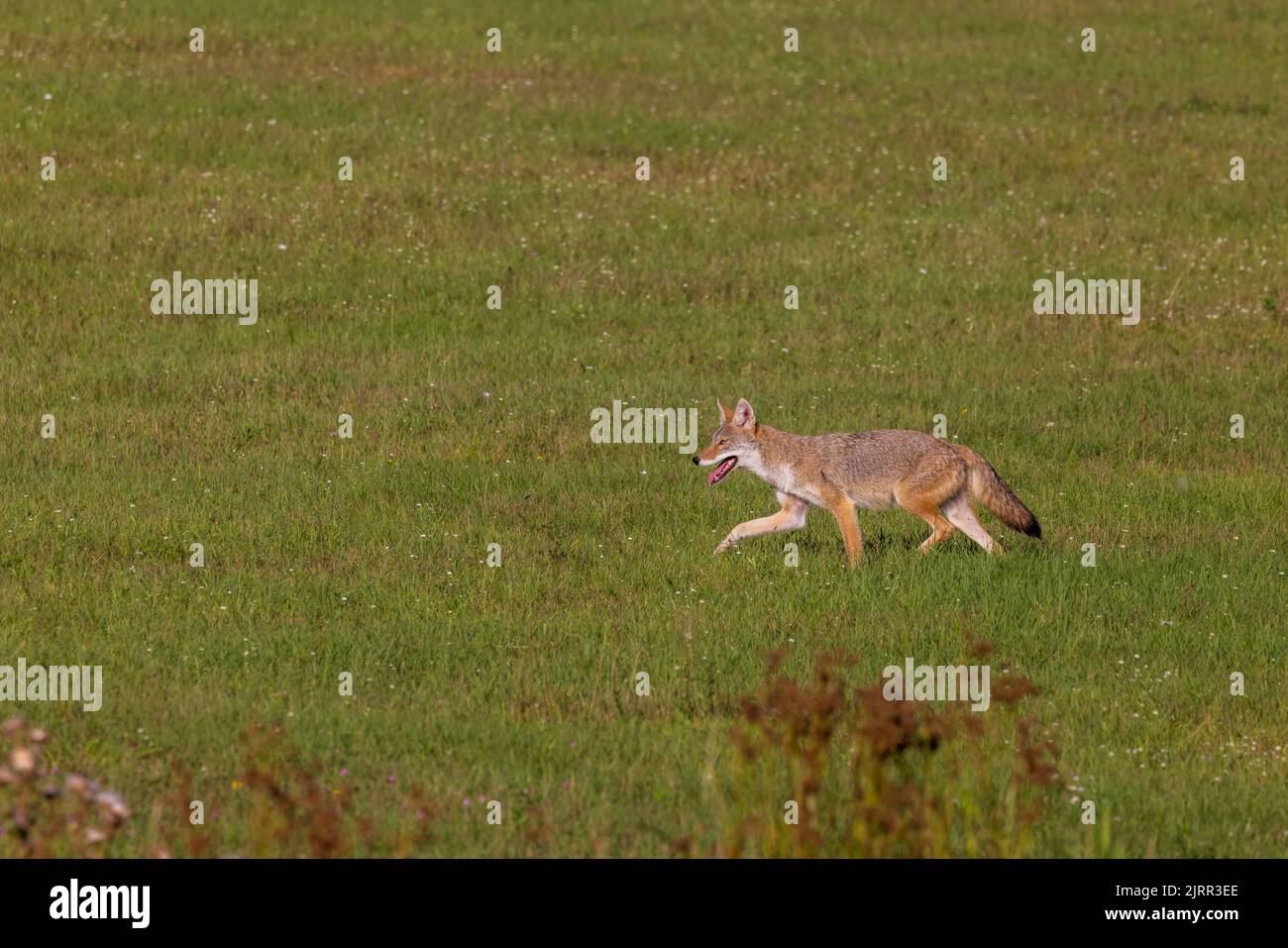 Wisconsin coyote hi-res stock photography and images - Alamy