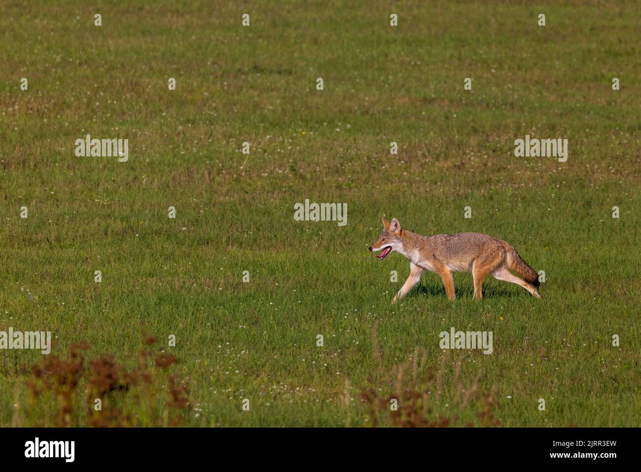 Coyote in northern Wisconsin Stock Photo - Alamy