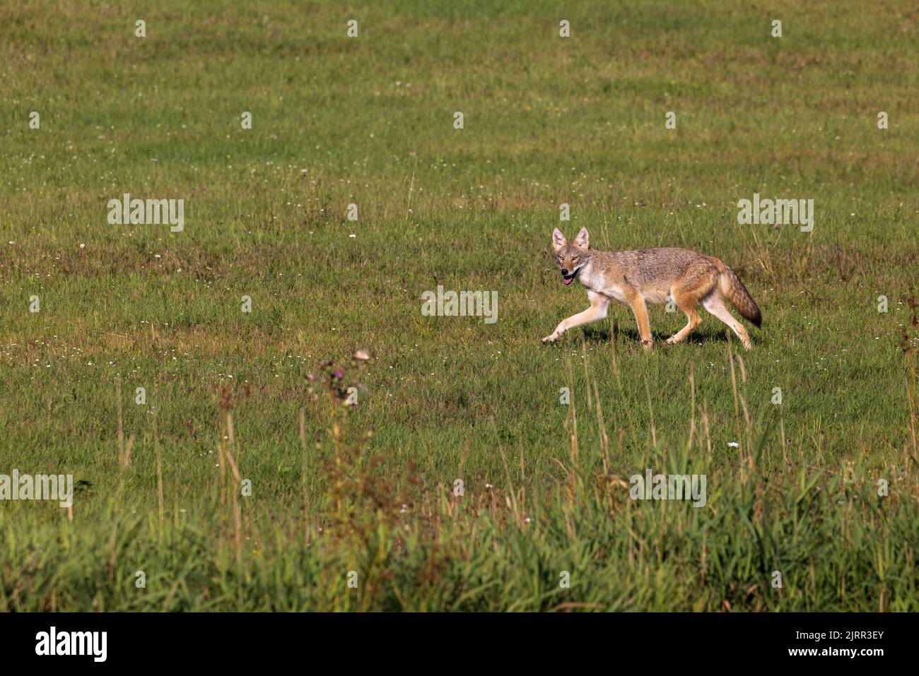 Coyote in northern Wisconsin Stock Photo - Alamy