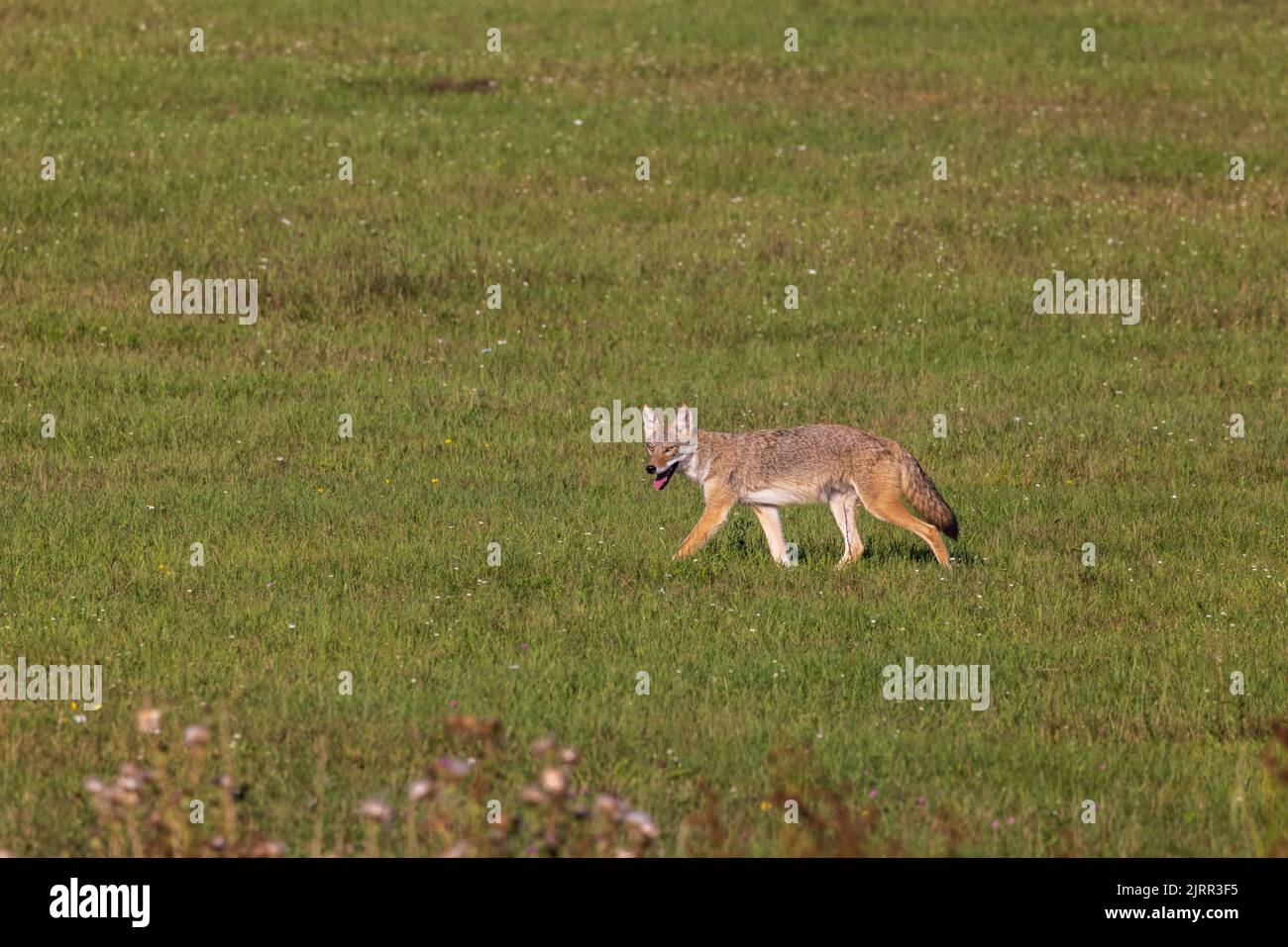 Coyote in northern Wisconsin Stock Photo - Alamy