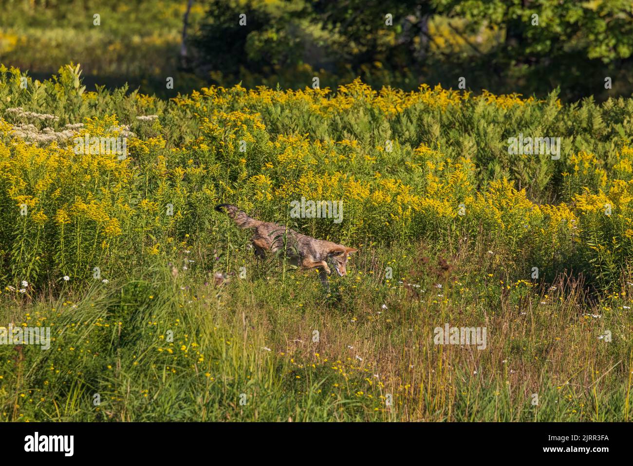Coyote in northern Wisconsin Stock Photo - Alamy