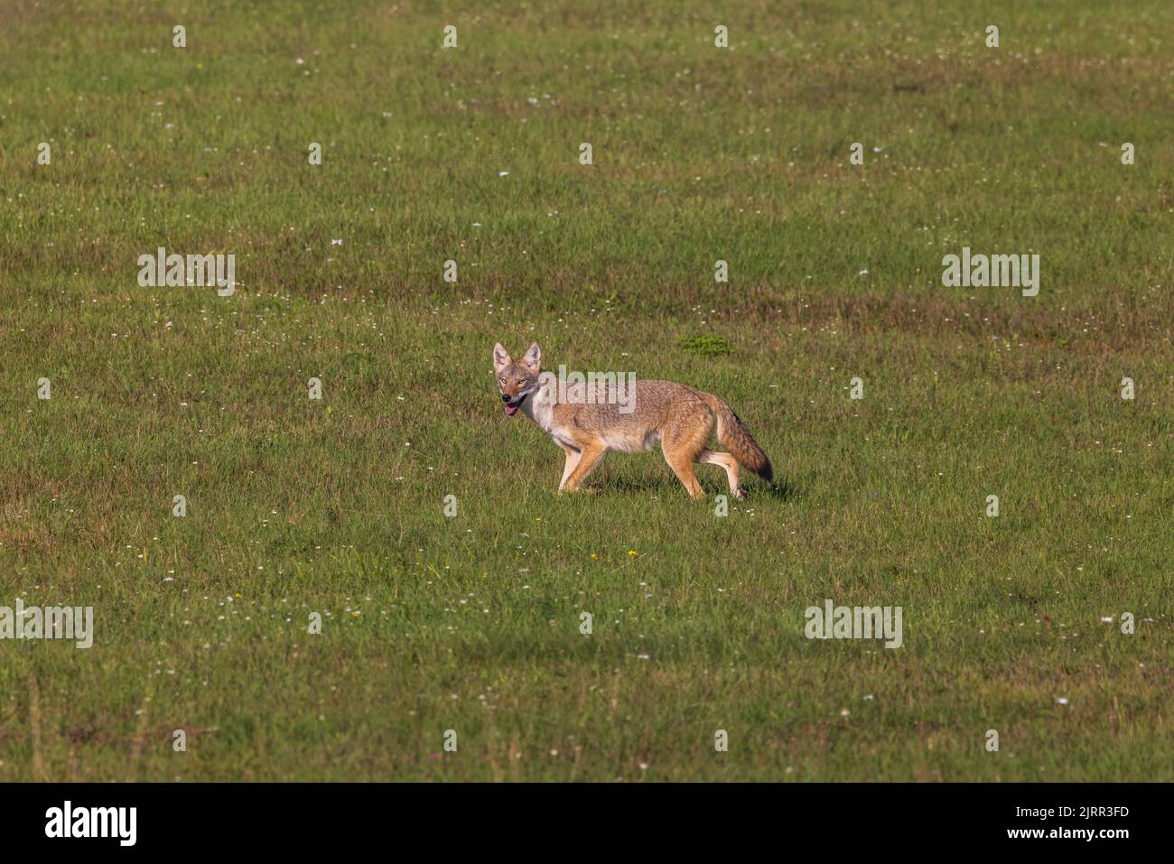 Coyote in northern Wisconsin Stock Photo - Alamy