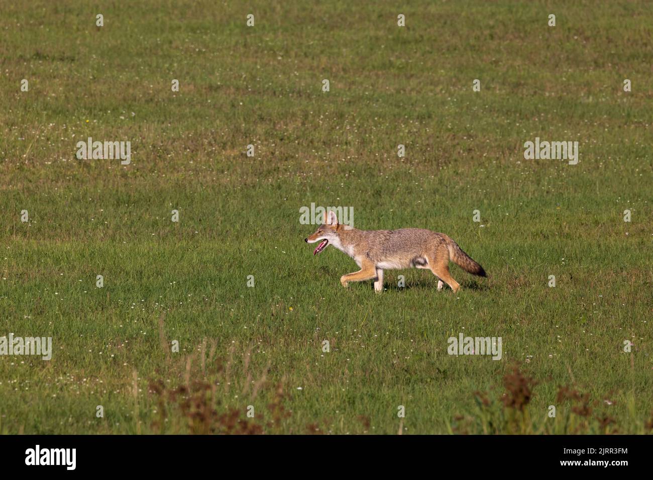 Coyote in northern Wisconsin Stock Photo - Alamy