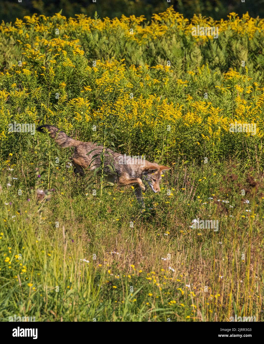Coyote jumping hi-res stock photography and images - Alamy
