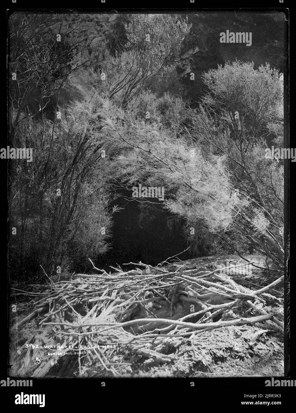 Wairakei (Eagle's nest), New Zealand, by Burton Brothers Stock Photo ...