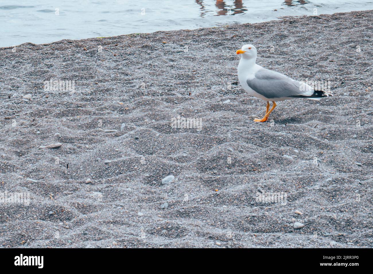 A seagull walks along the beach Stock Photo - Alamy
