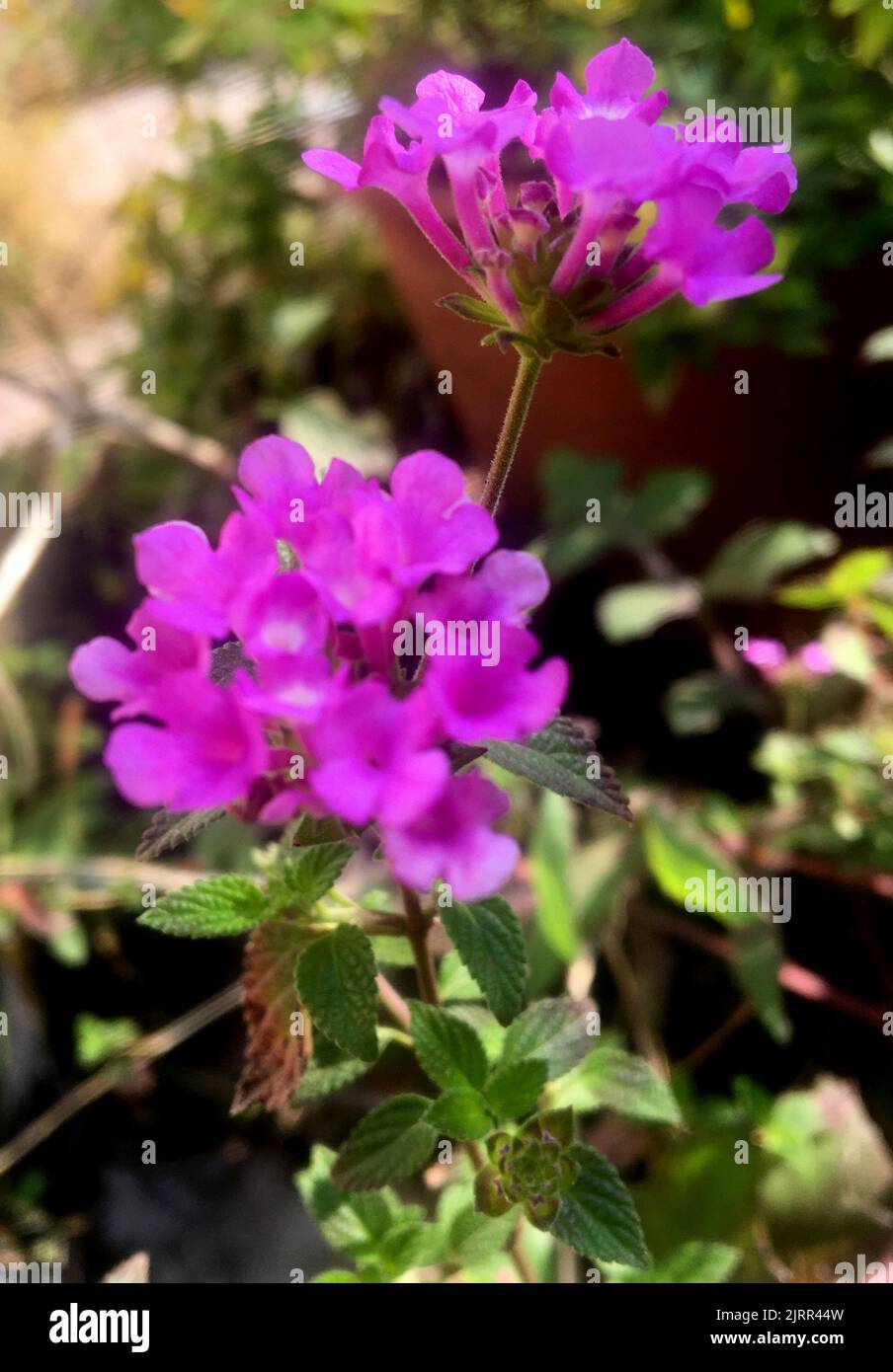 Lantana blossom hi-res stock photography and images - Alamy