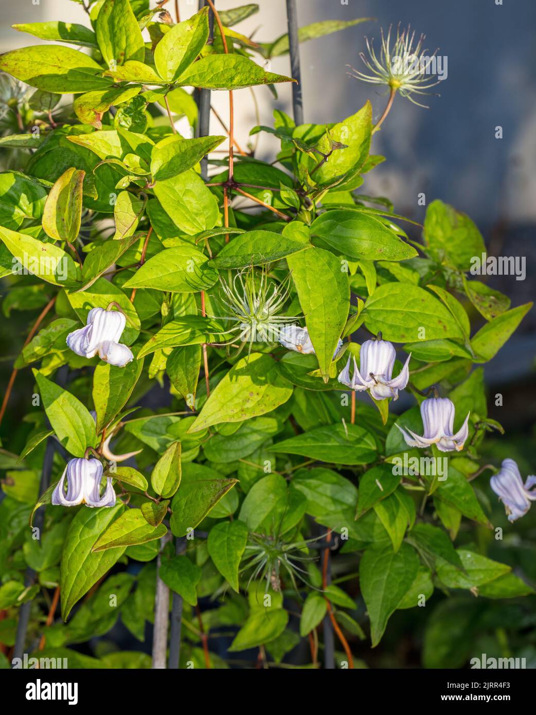 Blue angel slug hi-res stock photography and images - Alamy