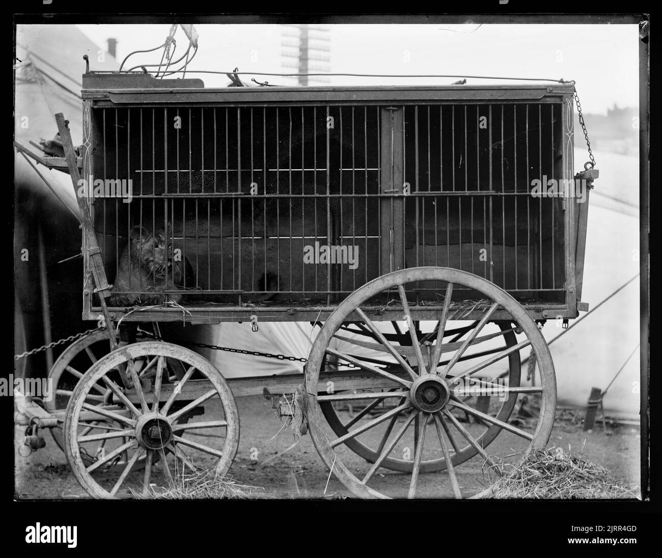 Fitzgerald Brothers Circus & Menagerie Stock Photo - Alamy