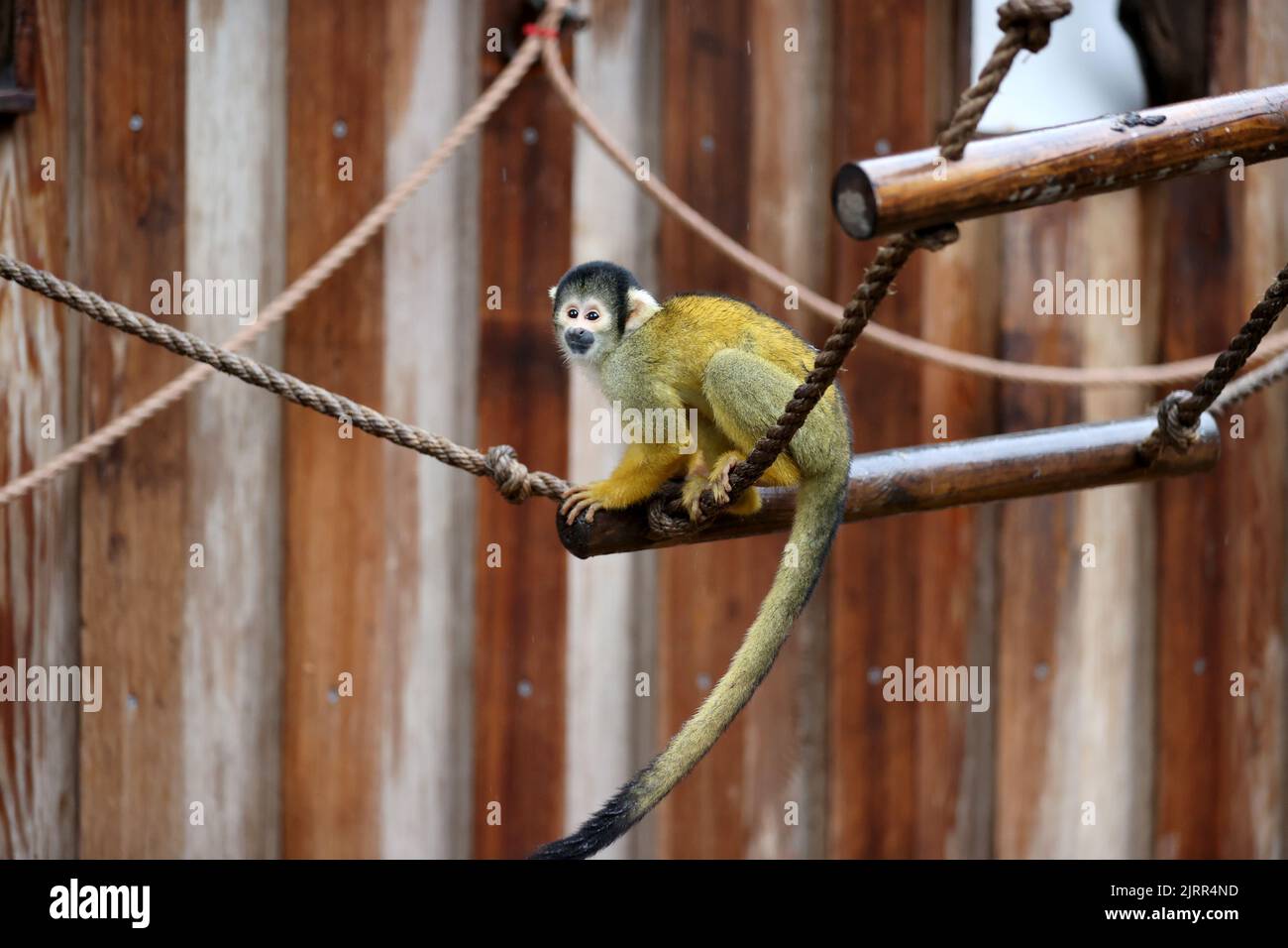 London, Britain. 25th Aug, 2022. A squirrel monkey is seen during the ...