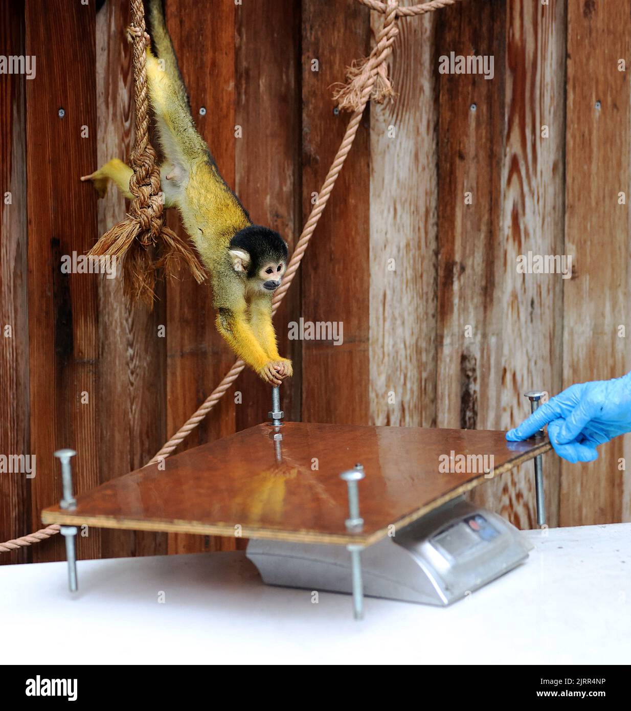 London, Britain. 25th Aug, 2022. A squirrel monkey is seen during the ...