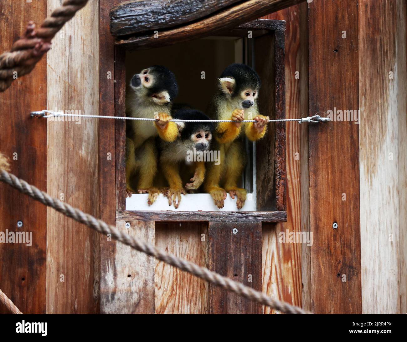 London, Britain. 25th Aug, 2022. Three squirrel monkeys are seen during ...