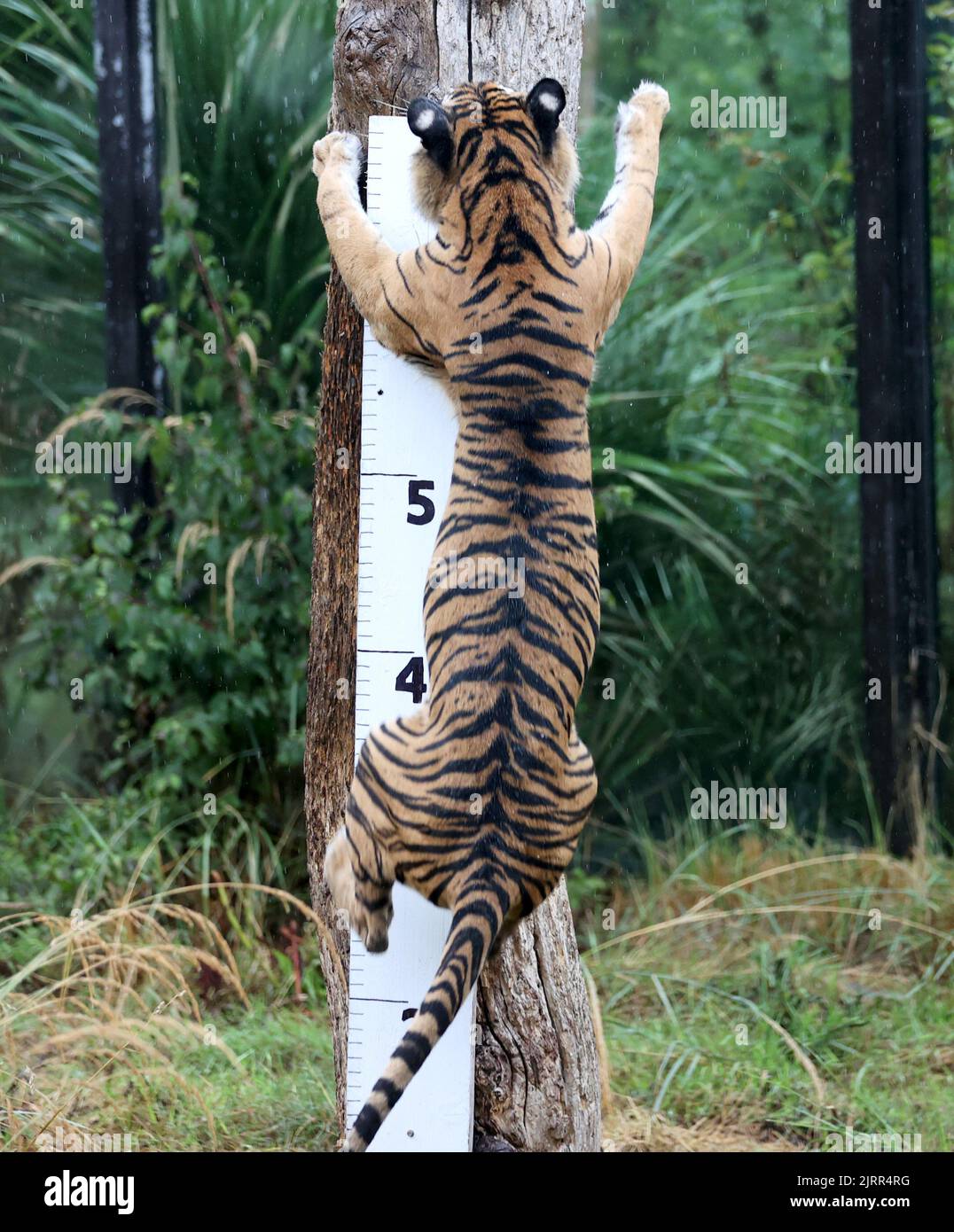 London, Britain. 25th Aug, 2022. A Sumatran tiger climbs on a height ...
