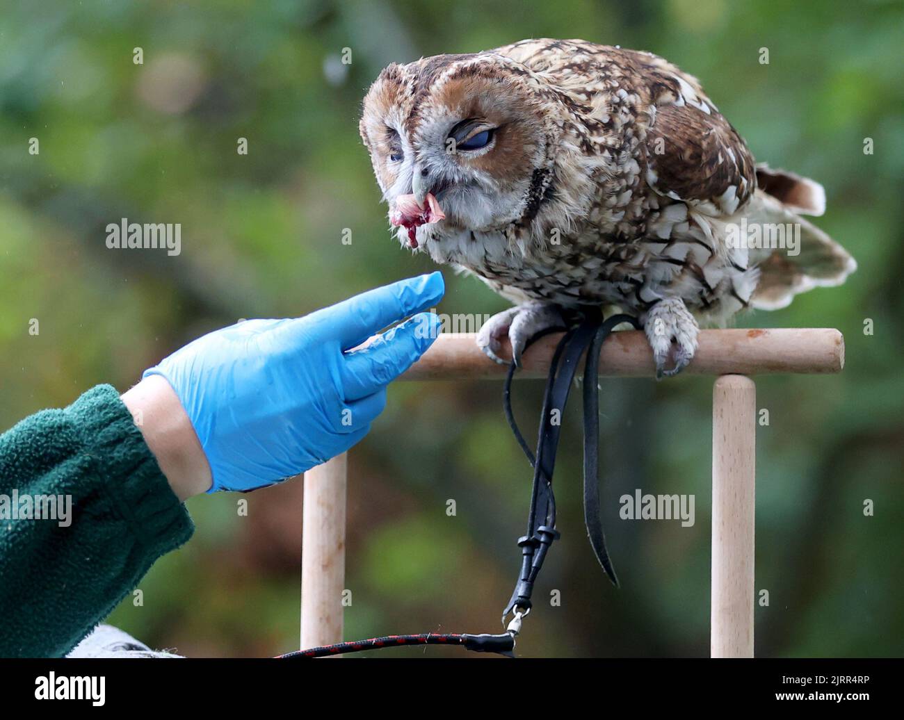 London, Britain. 25th Aug, 2022. A keeper weighs an owl during the ...