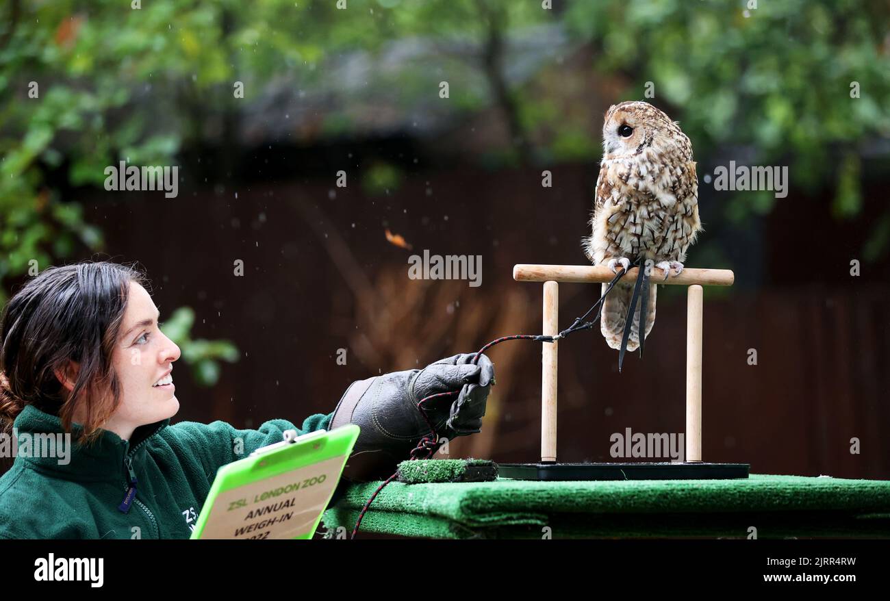 London, Britain. 25th Aug, 2022. A keeper weighs an owl during the ...