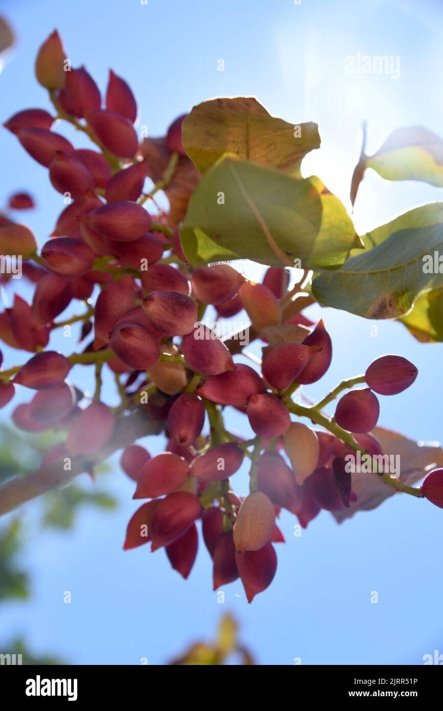 (220826) -- HAMA, Aug. 26, 2022 (Xinhua) -- Pistachio trees are seen in ...