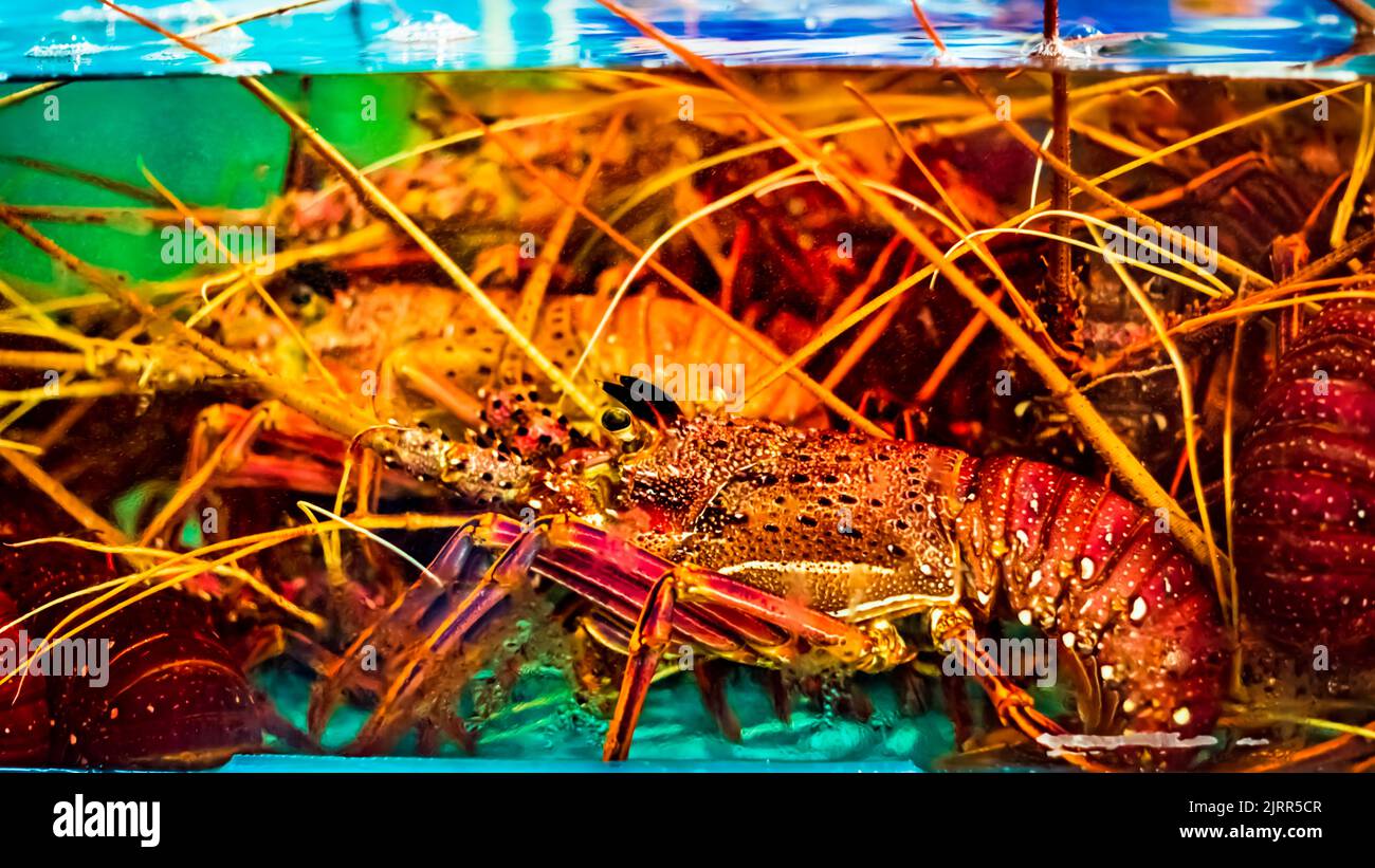 Live lobsters awaiting to be picked for delicious cuisine. Lobsters are ...