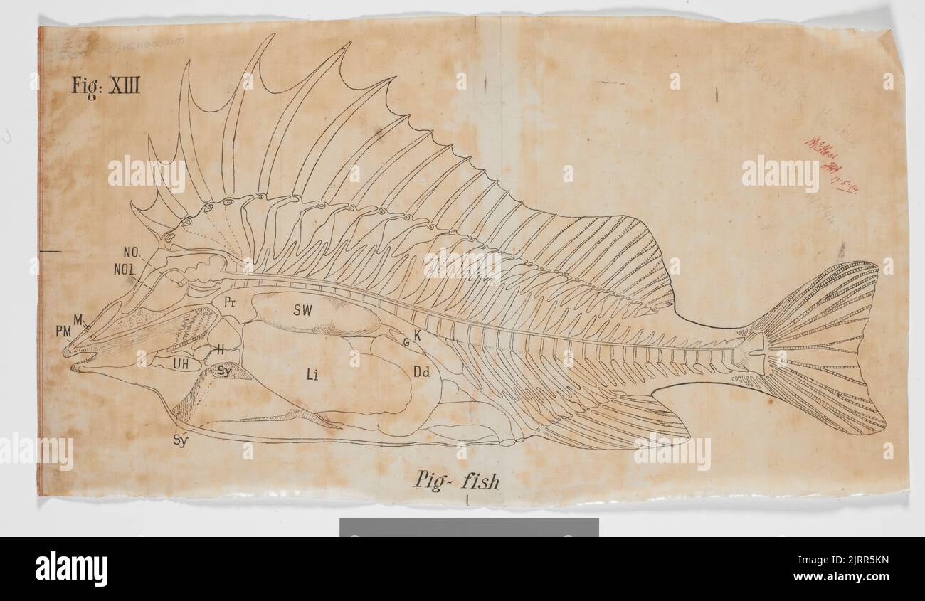 Sagittal section hi-res stock photography and images - Alamy