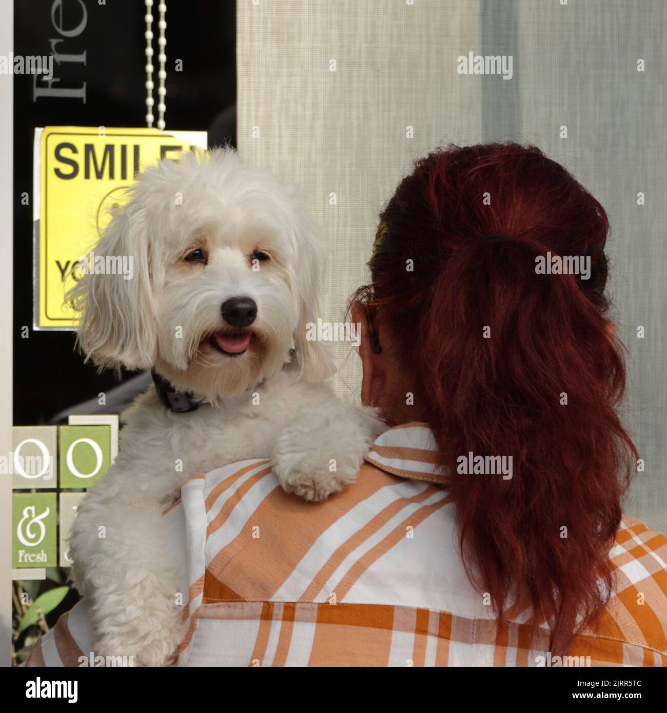 cute white smiling dog rests on owners shoulder and smiles in front of ...