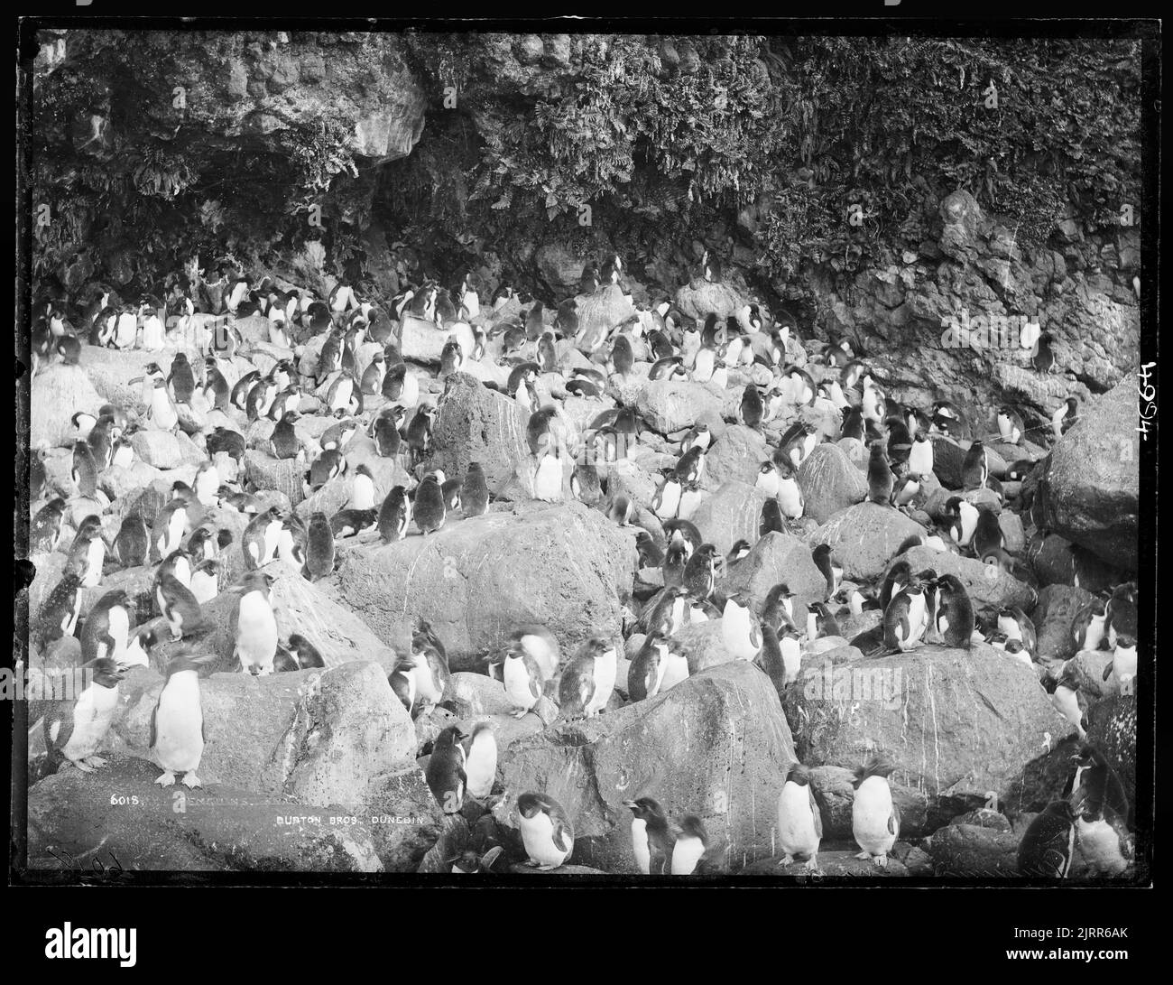 Penguins, Snares Island, circa 1888, Auckland Islands, by William ...