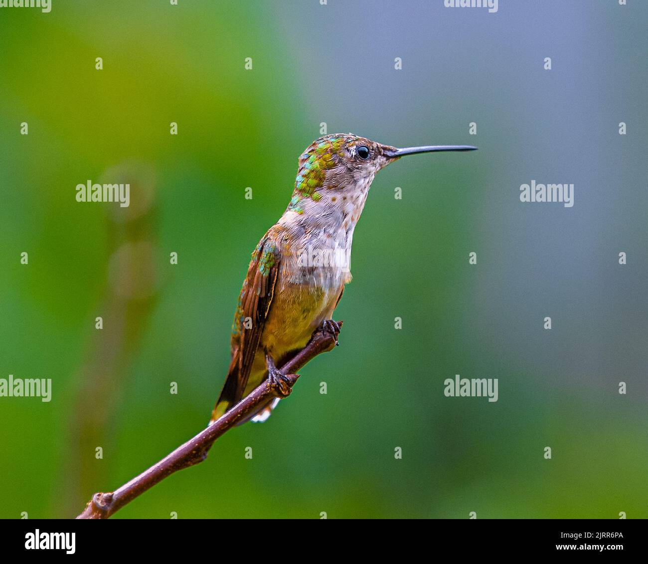 Trochilidae chile hi-res stock photography and images - Alamy