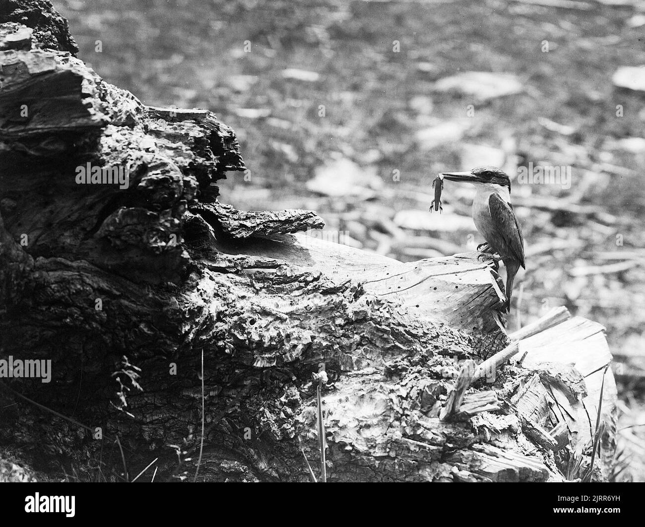 Halcyon sancta (Coraciiformes), circa 1910, Hawke's Bay, by Herbert ...