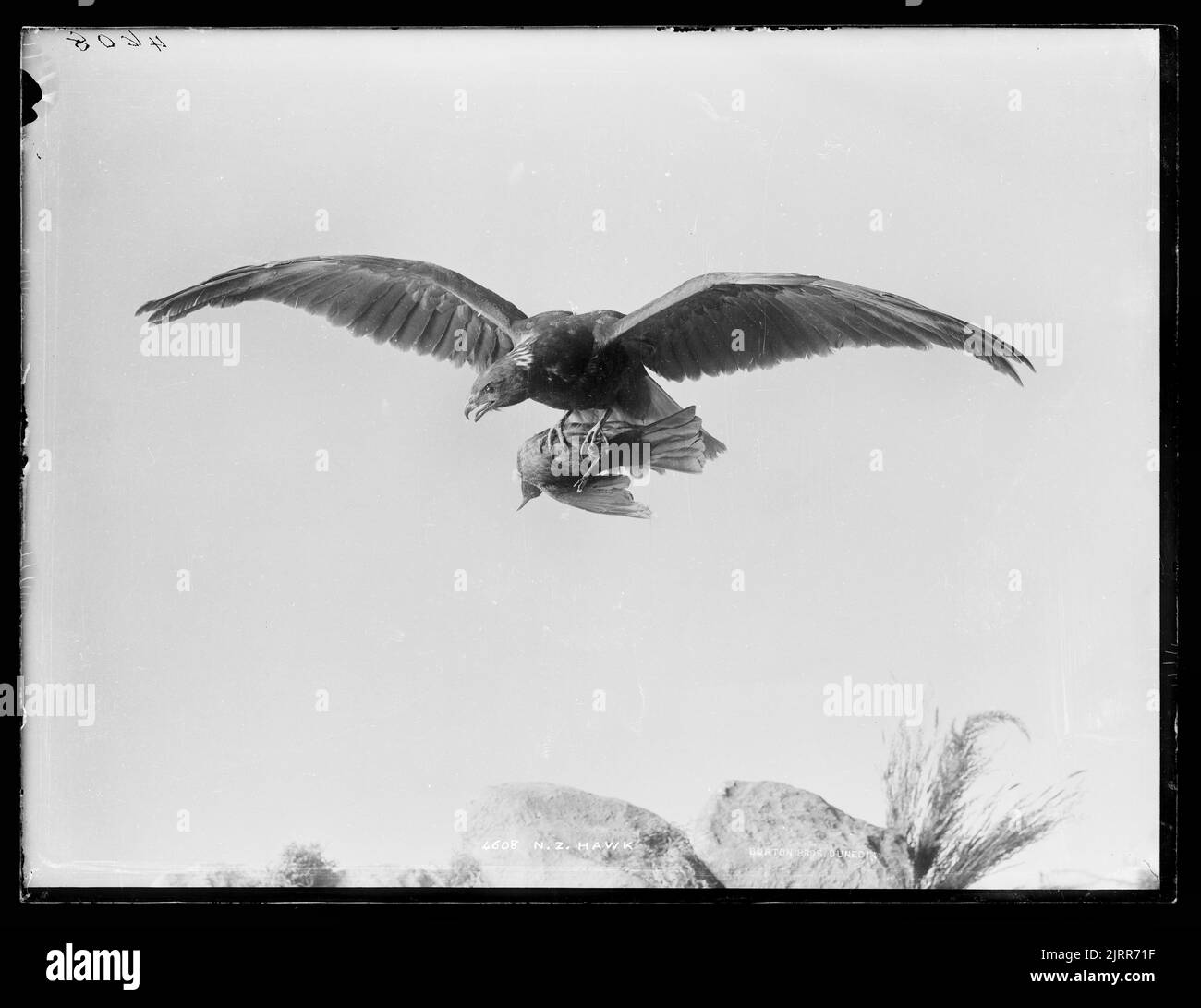 New Zealand Hawk, 1889, Dunedin, by Burton Brothers Stock Photo - Alamy