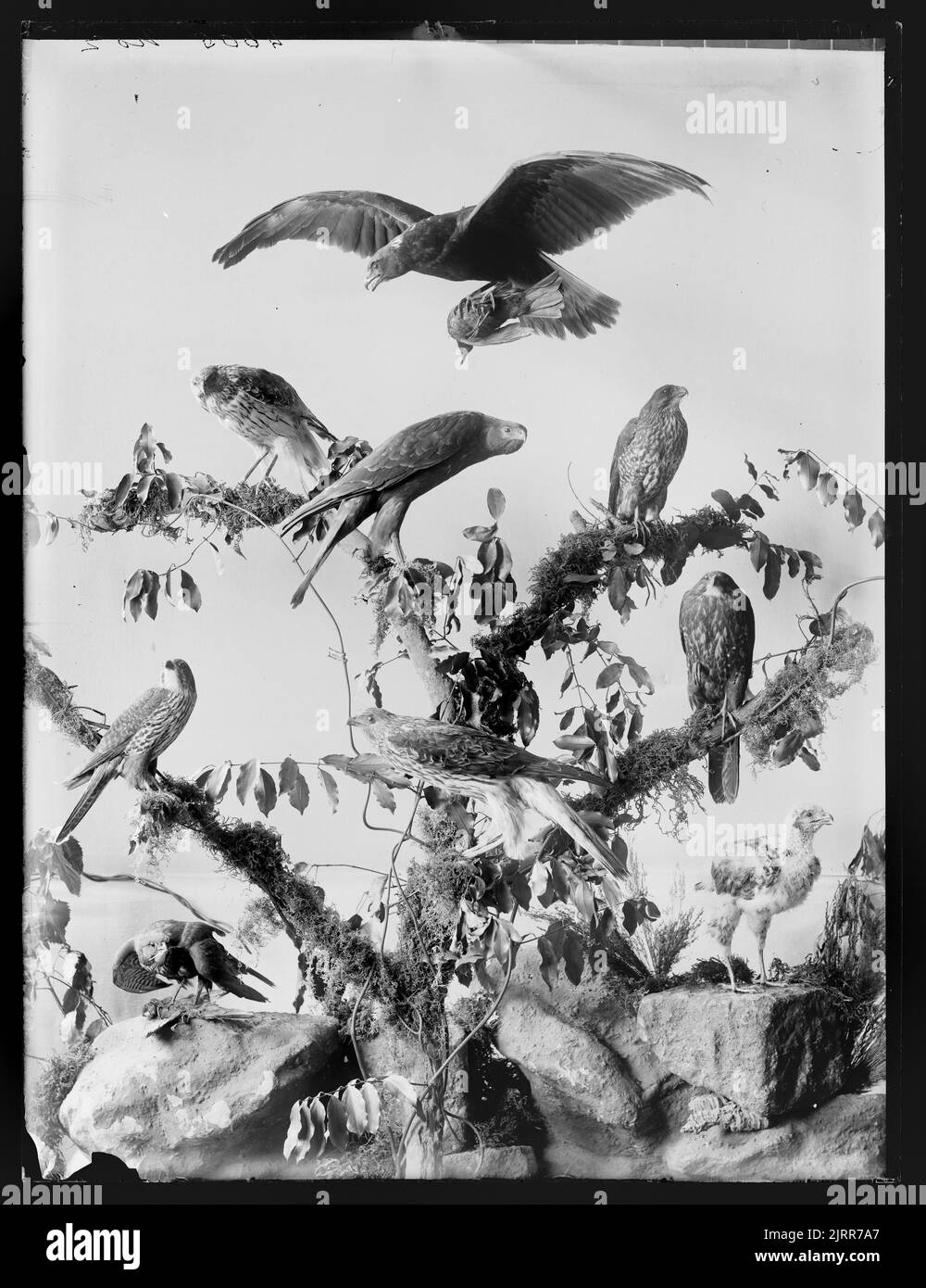 Collective Name For A Group Of Hawks at Susan Callahan blog