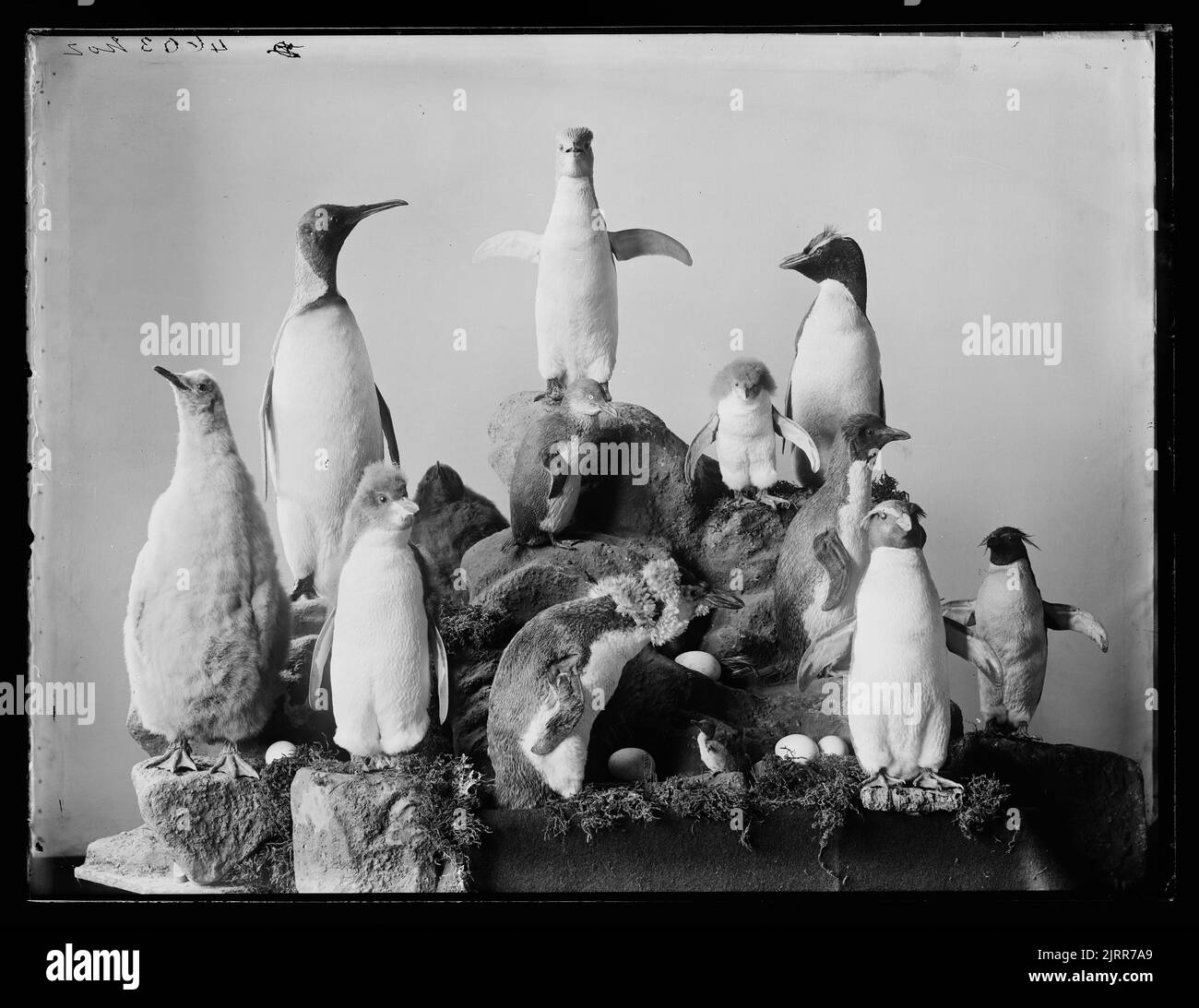 Penguins natural habitat Black and White Stock Photos & Images - Alamy