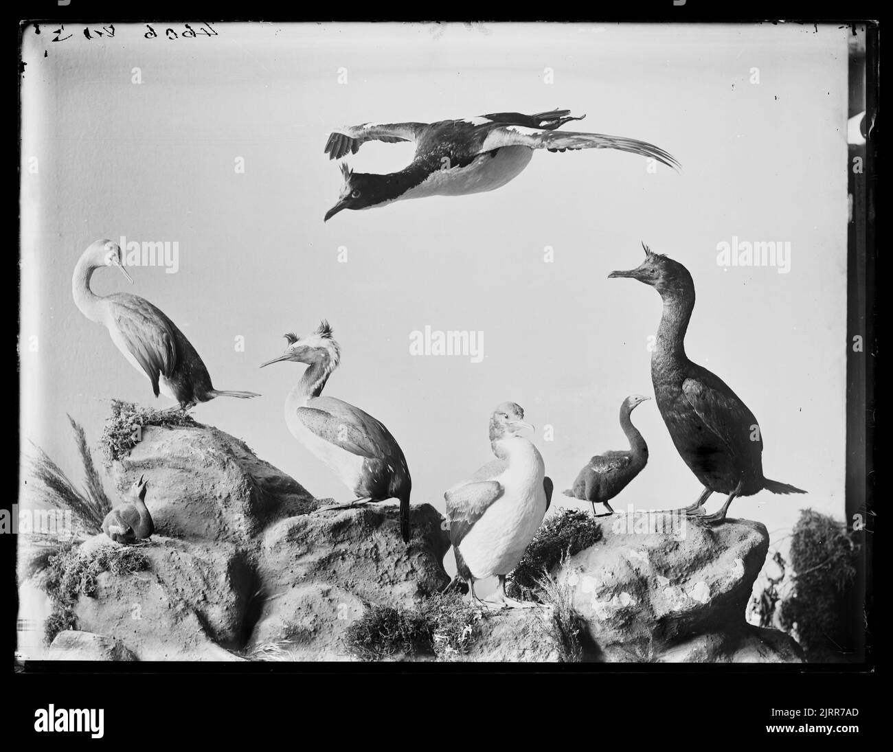 [Group of Shags] Stock Photo - Alamy