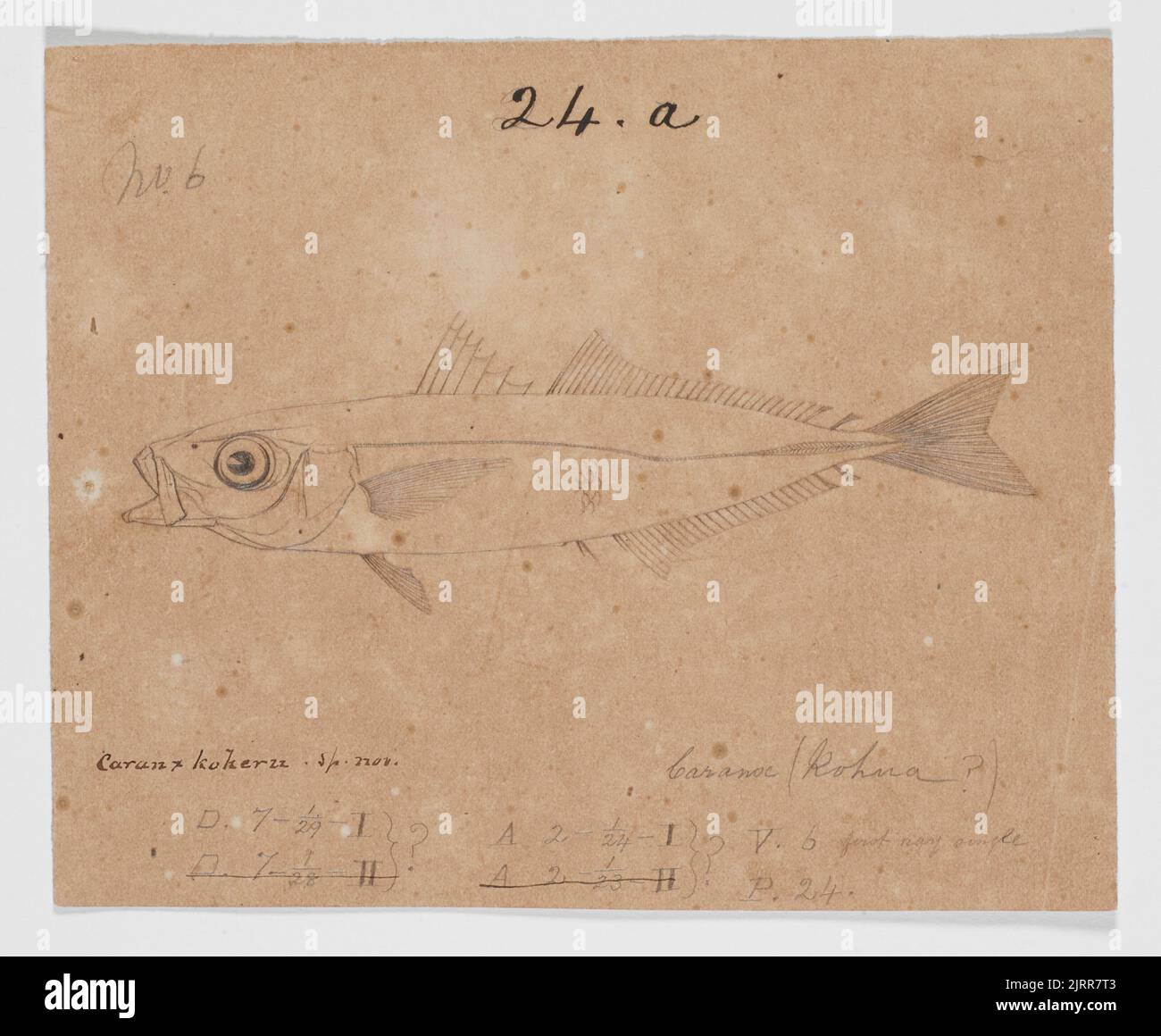 Koheru hi-res stock photography and images - Alamy