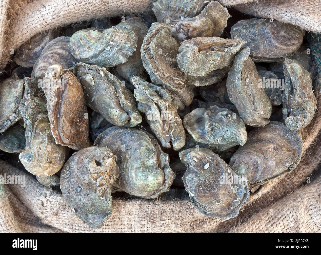 Shellfish taxonomy hi-res stock photography and images - Alamy
