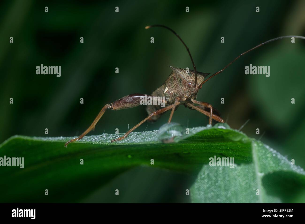close shot of the Acanthocephala femorata bug Stock Photo - Alamy