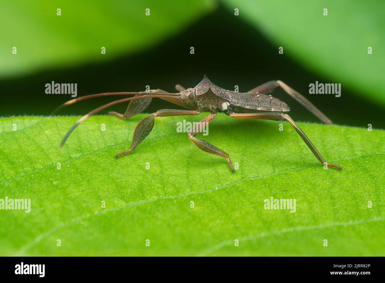 close shot of the Acanthocephala femorata bug Stock Photo - Alamy