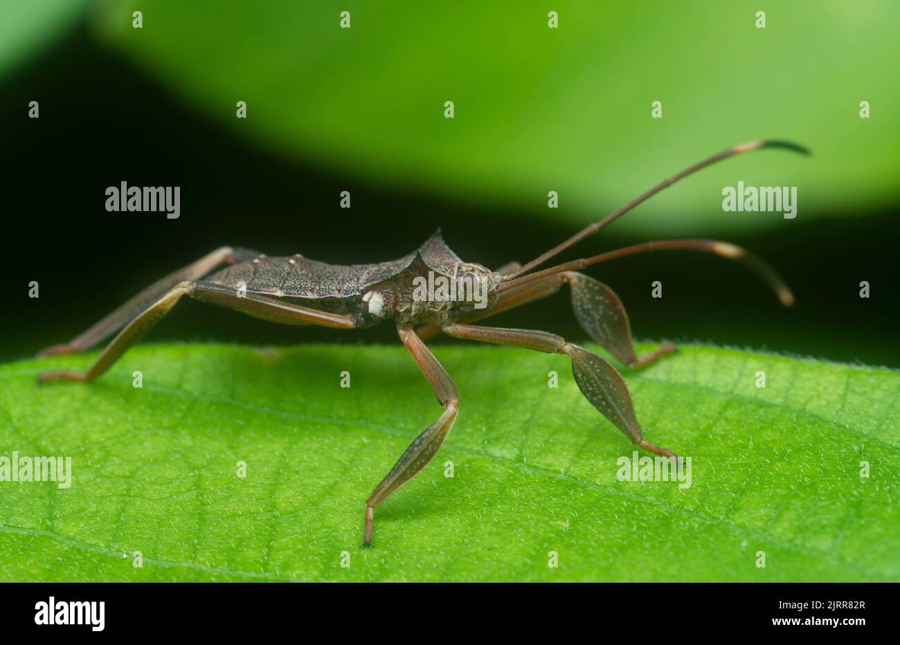 Acanthocephala hi-res stock photography and images - Alamy