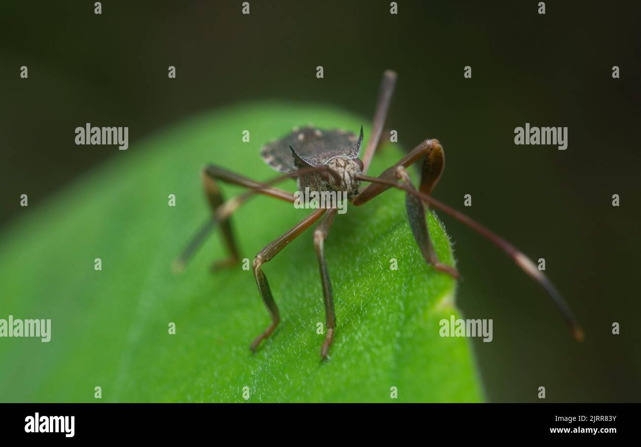 close shot of the Acanthocephala femorata bug Stock Photo - Alamy