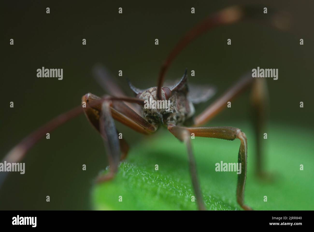 Acanthocephala hi-res stock photography and images - Alamy