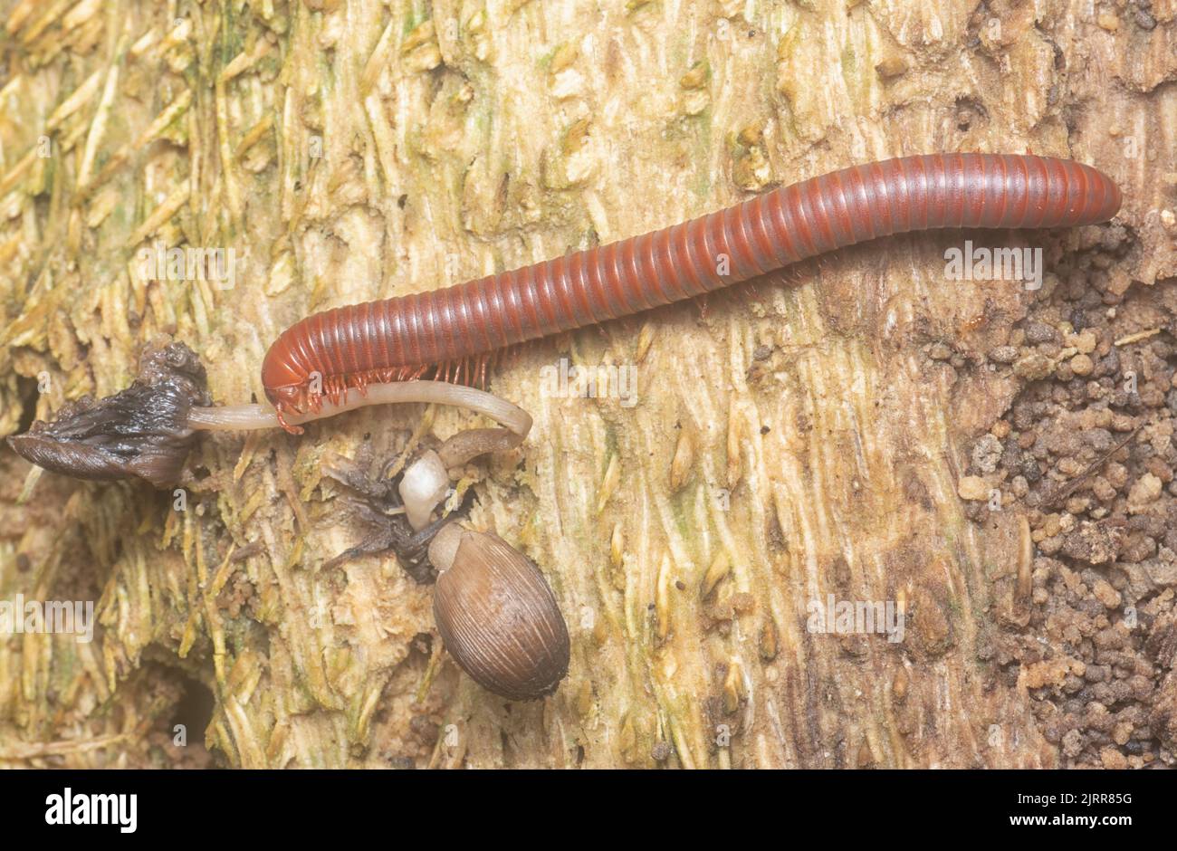 Bark centipede hi-res stock photography and images - Alamy