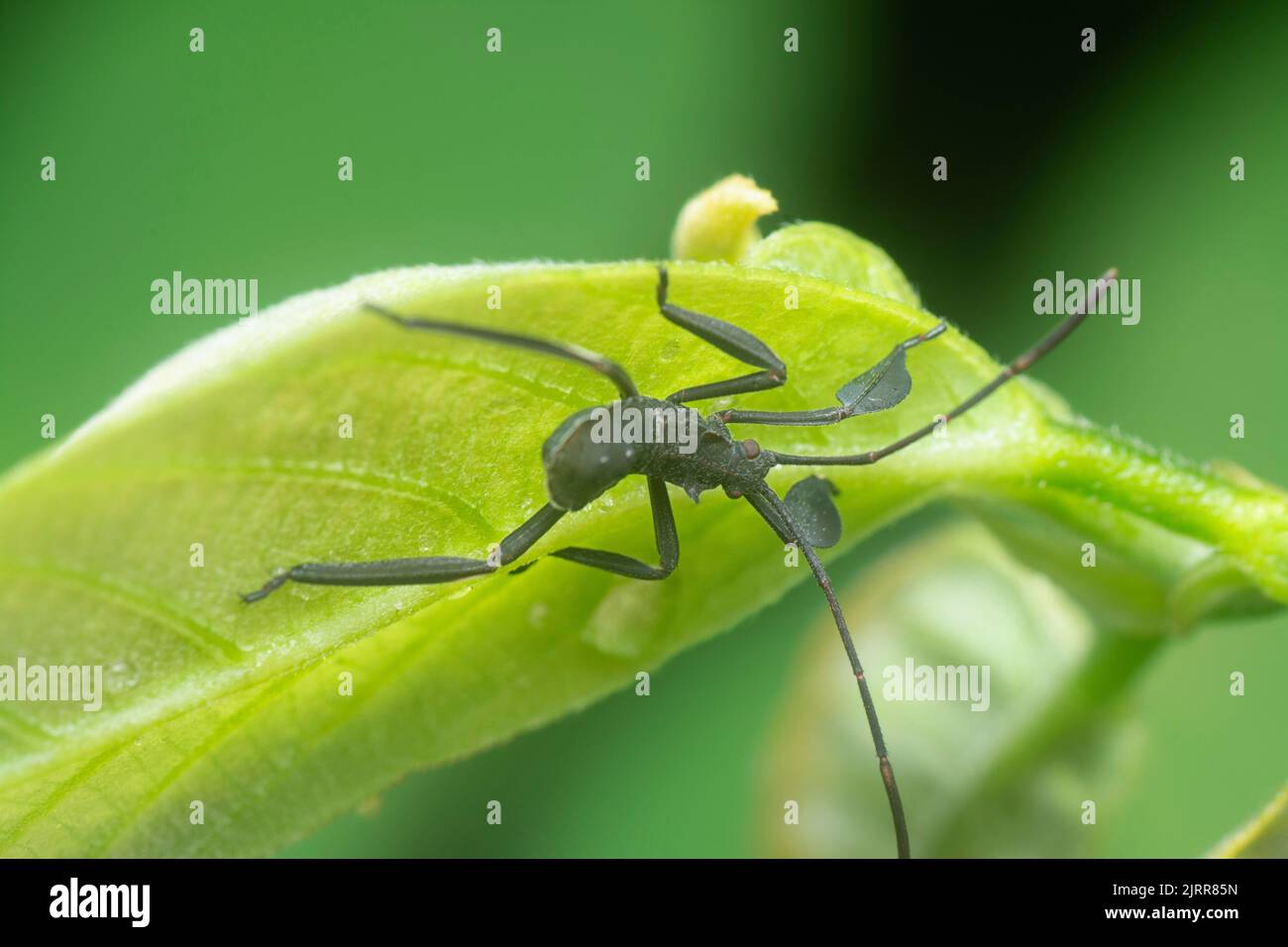 Invasive plant hopper hi-res stock photography and images - Alamy