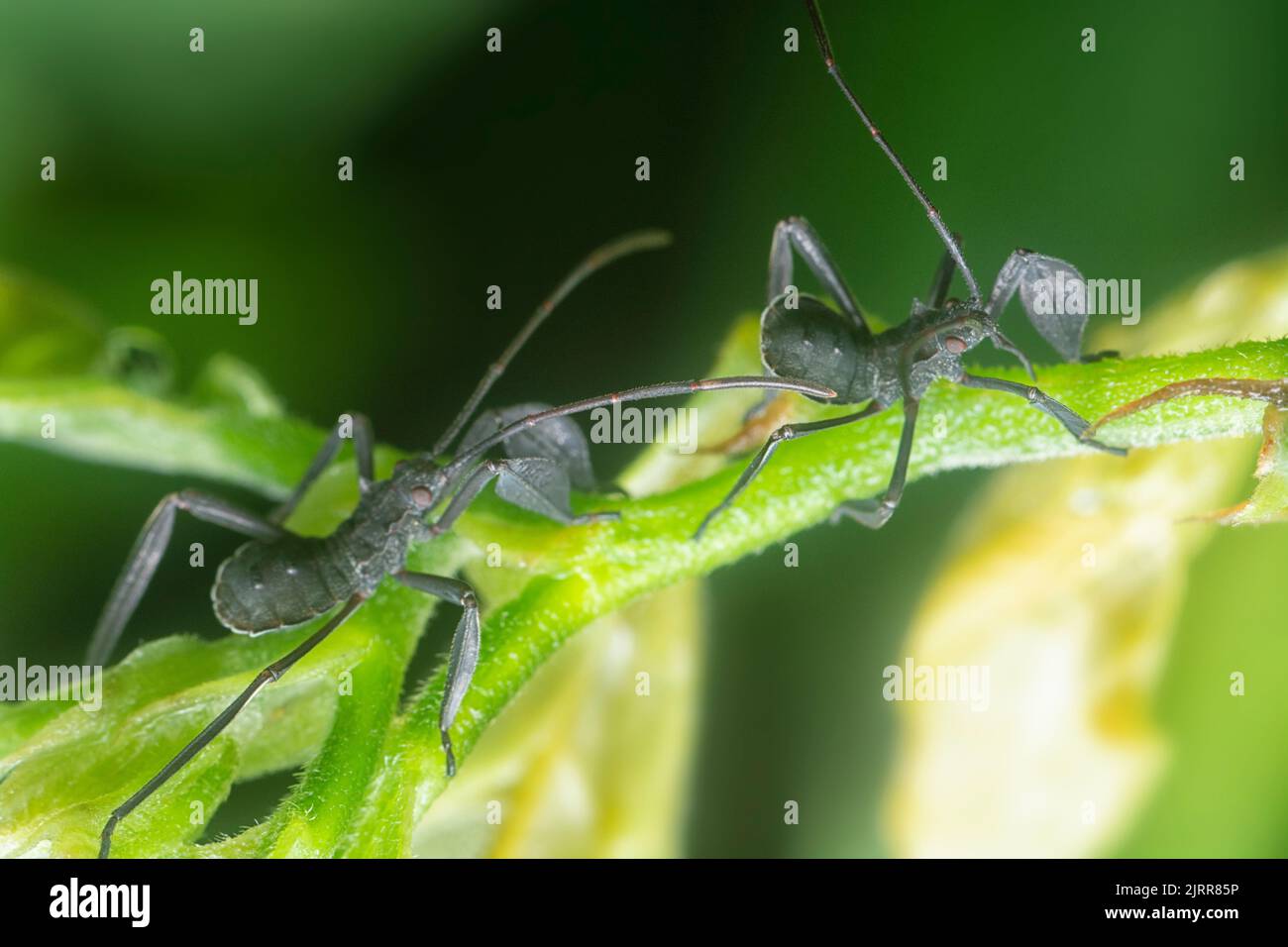 Black pronotum hi-res stock photography and images - Alamy