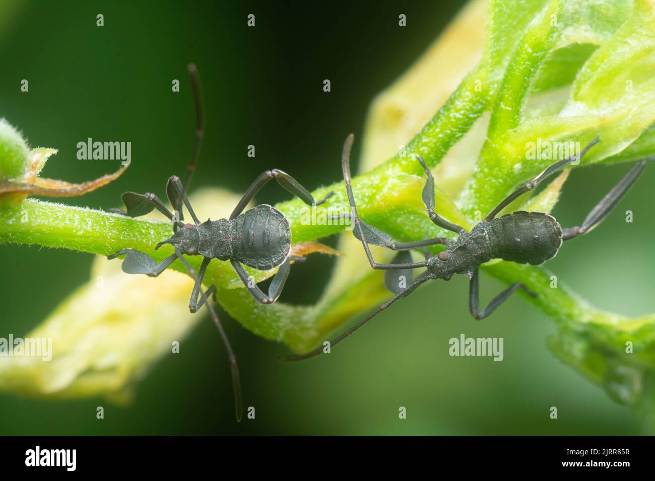 Leaf footed stink bug hi-res stock photography and images - Alamy