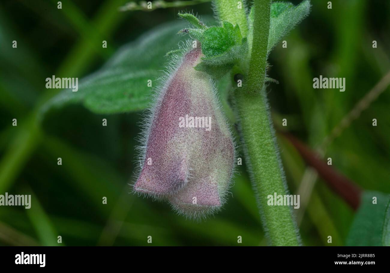 close shot of the sesamum radiatum flower Stock Photo - Alamy